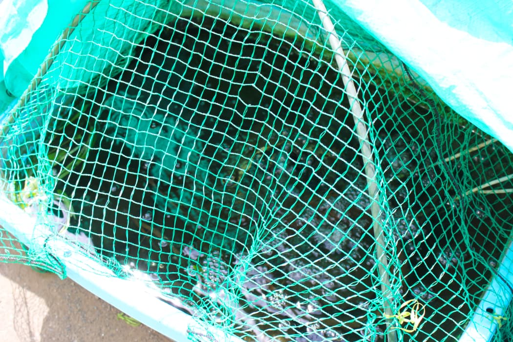 屋外金魚の飼育「野良猫から金魚を守り抜くにはとても難しい件/対策方法も解説」｜ミキティ・Tのブログ